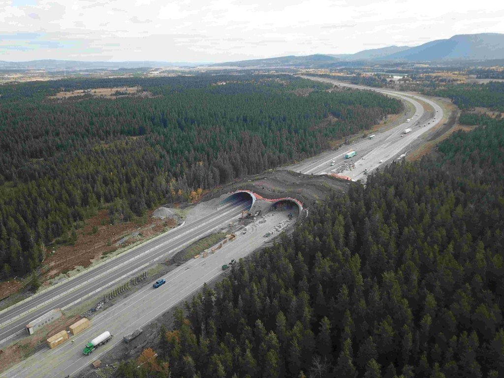 Bridging the Wild: The Rise of Wildlife Overpasses in Alberta - A Bear ...