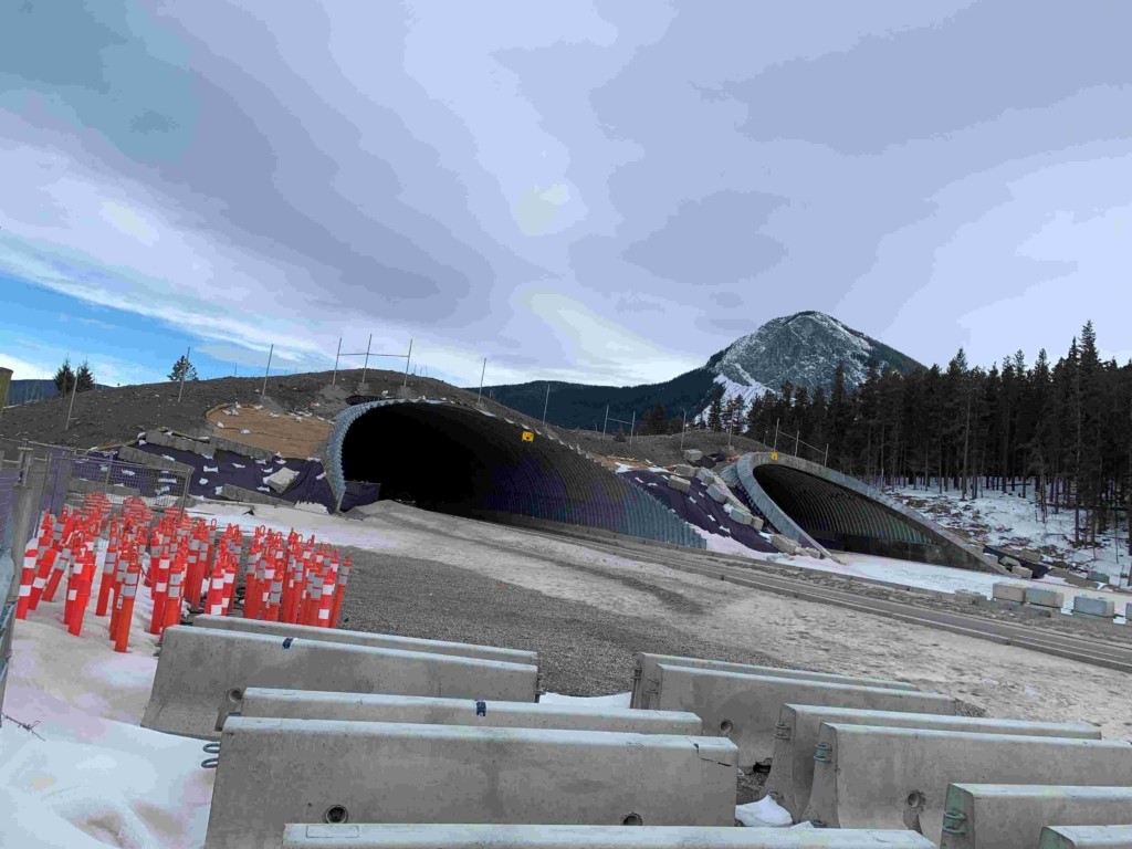 Bridging the Wild: The Rise of Wildlife Overpasses in Alberta - A Bear ...