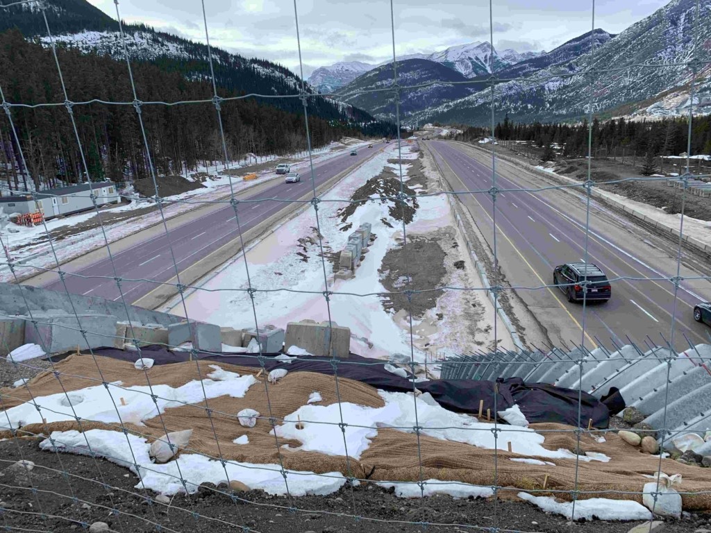 Bridging the Wild: The Rise of Wildlife Overpasses in Alberta - A Bear ...