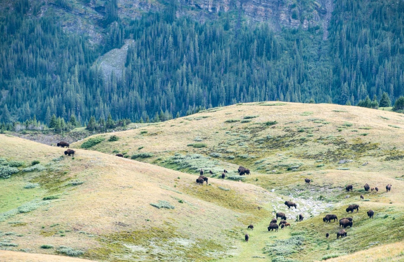 The Return of the Bison: Restoring Banff’s Wild Heritage - A Bear and ...